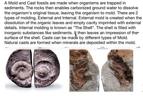 Mold And Cast Fossils Science Earth Science Fossils Showme