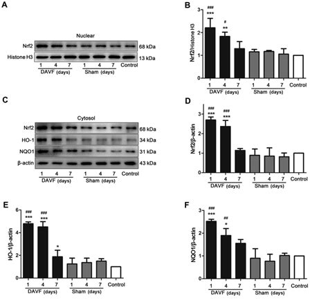 Expression Of Nf‑e2‑related Factor 2 In A Rat Dural Arteriovenous