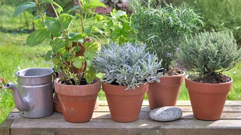 10 Plantas Aromáticas De Exterior Muy Fáciles De Cuidar Que Perfumarán