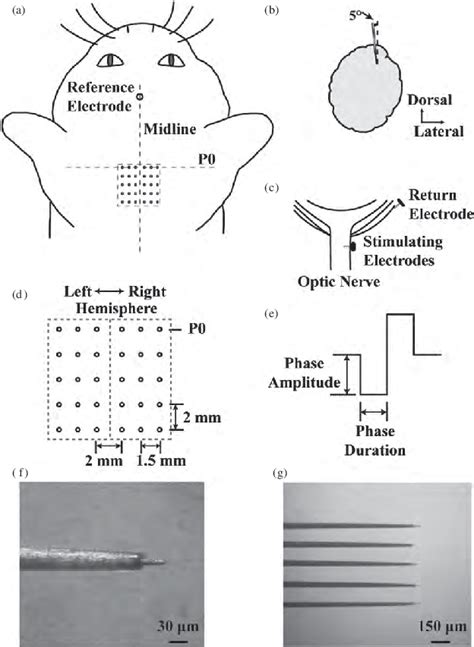 Schematic Diagrams Showing Electrical Stimulation Of The On And