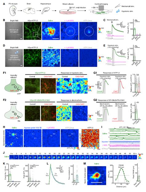 Neuron：北大李毓龙课题组构建一种全新的atp荧光探针 知乎