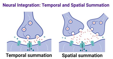 Neural Integration Temporal And Spatial Summation