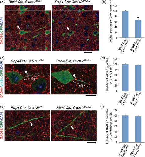 Cxcl12 Promotes Inhibitory Perisomatic Synapses Onto Mpfc Layer V