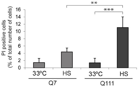 Cells Expressing Polyq Expanded Htt Are Sensitized To Heat Shock