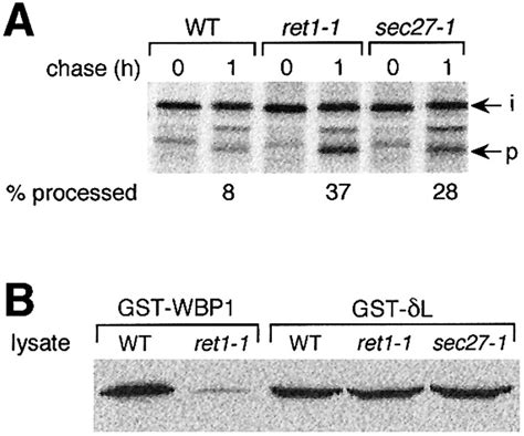 New Cop1‐binding Motifs Involved In Er Retrieval The Embo Journal