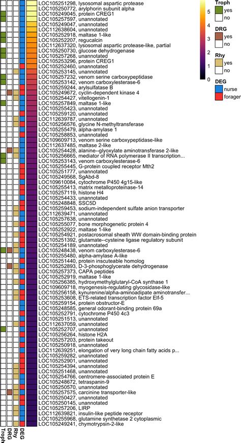 Differentially Expressed Genes Between Forager And Nurse Ant Brains