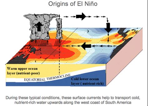 El Nino Diagram Quizlet