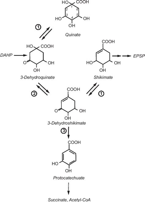 Figure 1 From Enzyme Substrate Complexes Of The Quinate Shikimate