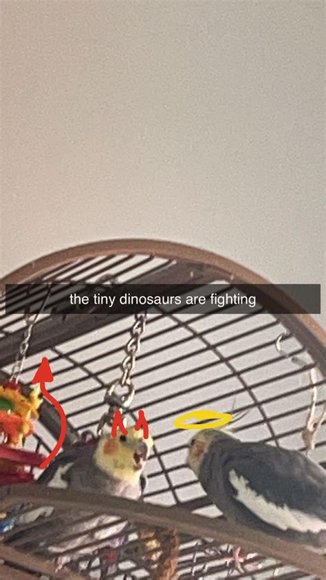 Some Photos Of My Cockatiels That Make Me Laugh R Cockatiel