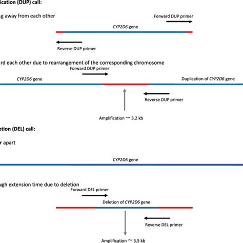 Methodology For Detection Of Duplication And Deletion Of Cyp2d6 Gene