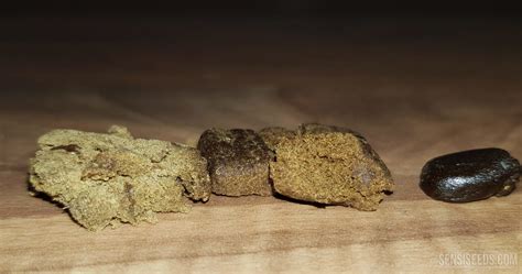 The Different Types Of Hash And How To Choose Sensi Seeds