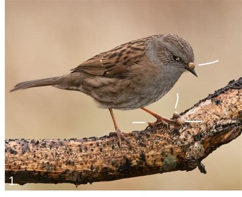 Avian Pox In Garden Birds Garden Wildlife Health