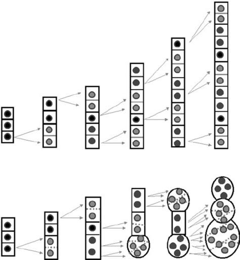 schematic representation of cell division pattern within a cell file of