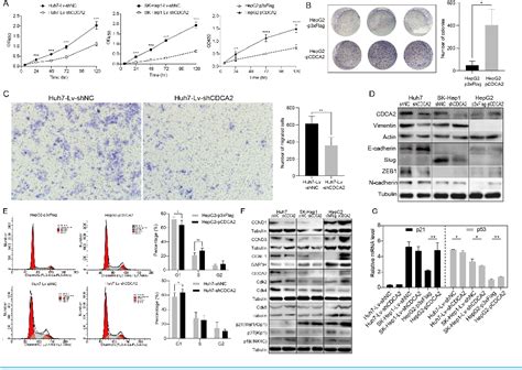 [pdf] Cell Division Cycle Associated 2 Cdca2 Upregulation Promotes
