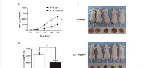 Il 17 Knockout Suppressed The Proliferation Of Tumor In Heterotopic