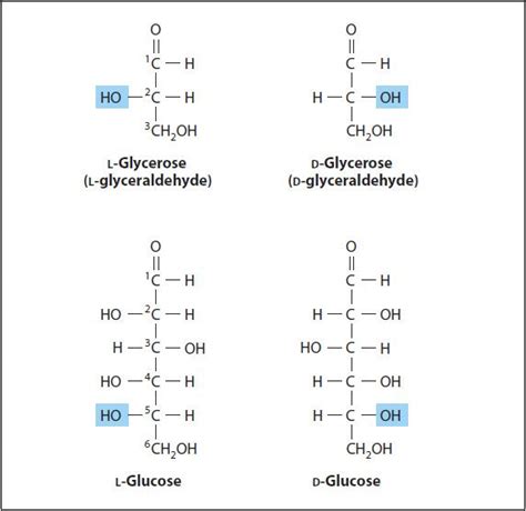 2 Biological Building Blocks Carbohydrates Basicmedical Key