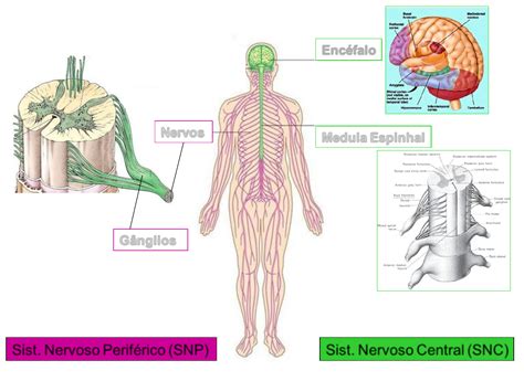 Sistema Nervoso Fmu Estrutura E Função Humana