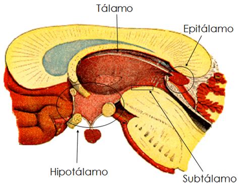 Aula De Anatomia Diencéfalo