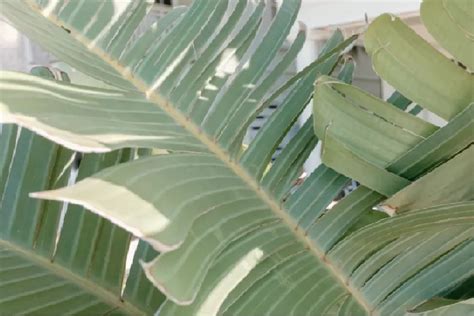 Jarang Orang Tahu Yuk Kenali Manfaat Daun Pisang Untuk Mencegah Kanker