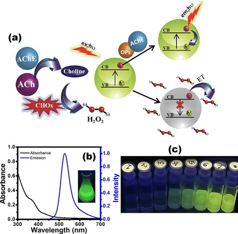 17 A Schematic Presentation Of Fluorescence Probing Inhibition And