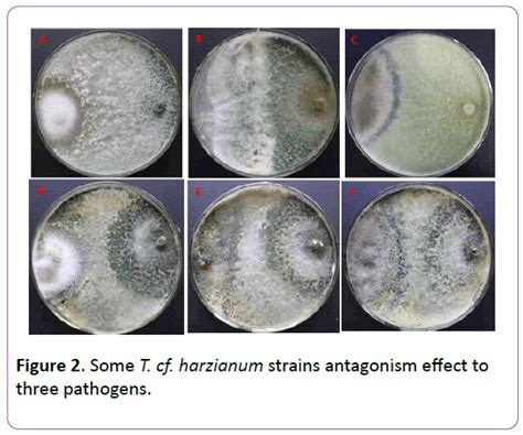 Antagonistic Potential Of Different Isolates Of Trichoderma Again