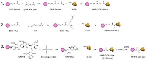 Scheme 2 Schematic Representation Of The Immobilization Strategies