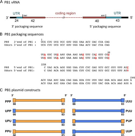 Packaging Sequences Of Pr8 And Udorn Pb1 Vrna And The Structure Of