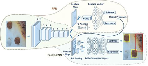 Schematic Architecture Of The Faster R Cnn [cha Choi Suh Et Al 2018