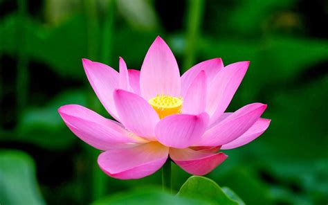 Ảnh Đẹp Những Bông Hoa Đẹp Nhất