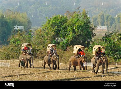 Laos Sainyabuli Province Ban Nam Thap Trek On Elephant Back In