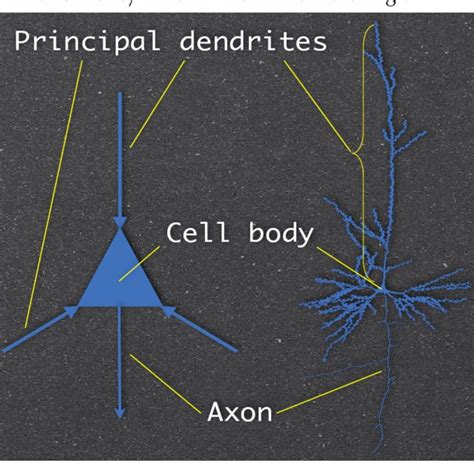 Pyramidal Cell And Schematic Representation Download Scientific Diagram