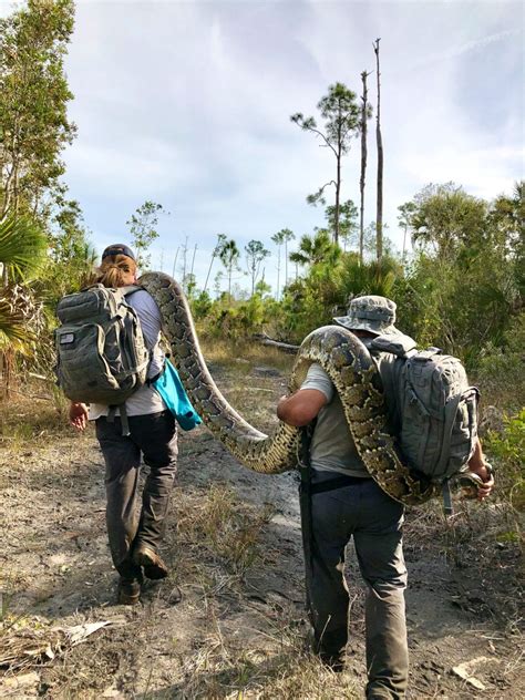 20 000 pounds of burmese python removed conservancy of southwest florida