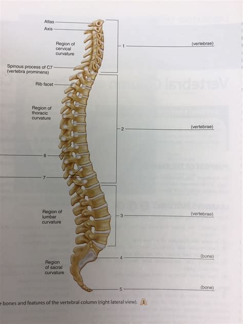 Vertebral Column Diagram