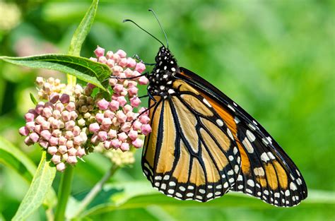 Monarch Butterfly On Milkweed Pics4learning