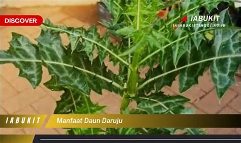 Intip 7 Manfaat Daun Daruju Yang Bikin Kamu Penasaran Discover
