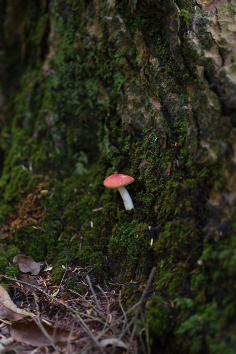 Foto Zum Thema Ein Pilz Der Aus Einem Baum Wächst Kostenloses Bild