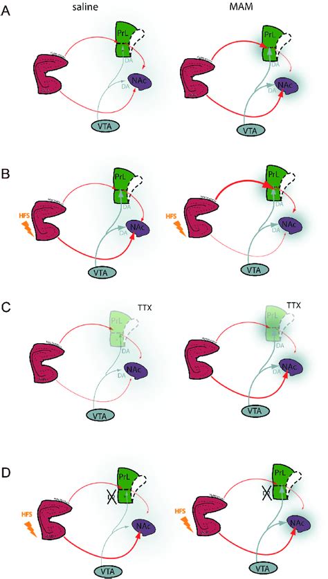 Schematic Illustrating Vsub Mpfc Nac Interactions In Saline And