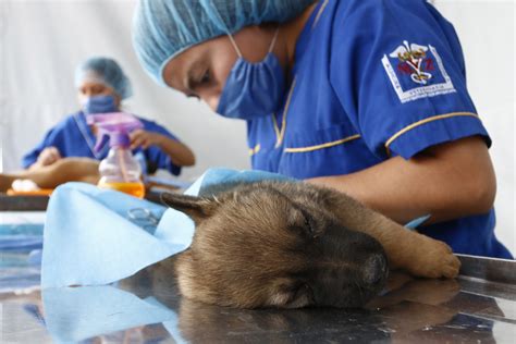 Anuncian Jornadas Gratuitas De Esterilización Para Mascotas