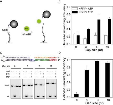Pif1 Helicase Requires ∼5 Nt Ssdna Gap For Efficiently Unwinding Dsdna