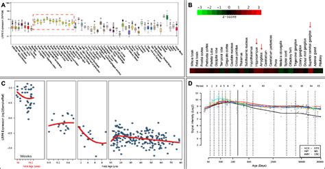 Temporal Spatial Expression Profiling Of Lrp8 In Human Brain Tissues A