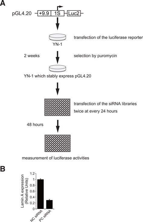 High Throughput Small Interfering Rna Sirna Screening To Identify
