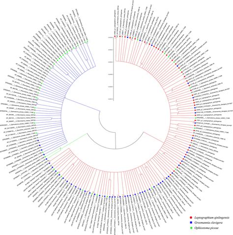 A Maximum Likelihood Phylogeny Tree Of Cytochrome P450s Circular