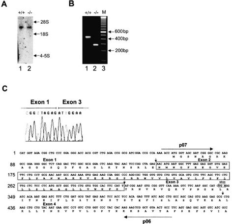 The Targeted Deletion In The Matriptase Mt Sp1 Gene Generates A Null