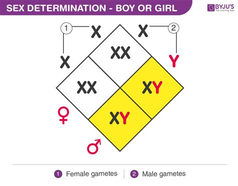 gender determination role of chromosomes in human fertilization