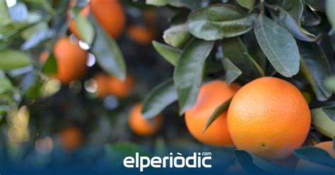 Los Productores De Cítricos Valencianos Dejan De Ingresar Casi 400