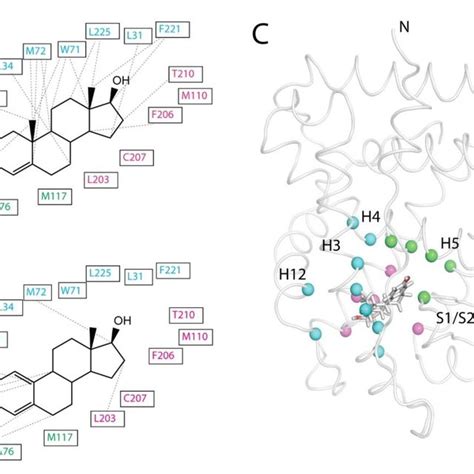 Binding Pocket Interactions Differ Between Ligands A B Hydrophobic