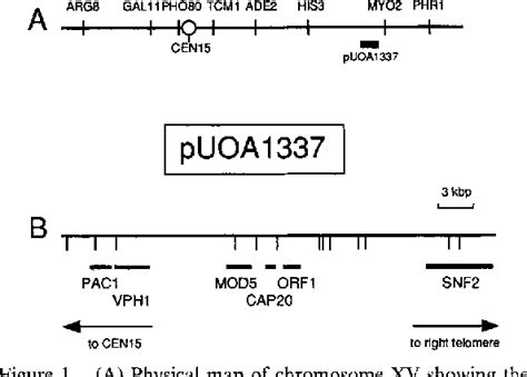 Yeast Sequencing Reports Semantic Scholar