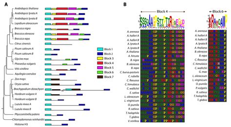 Identification Of Sequence Motifs In Plant Cenh3 N Terminal Tails A
