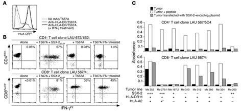 Ssx 2 Specific Cd4 T Cells Do Not Directly Recognize Ssx 2 Expressing