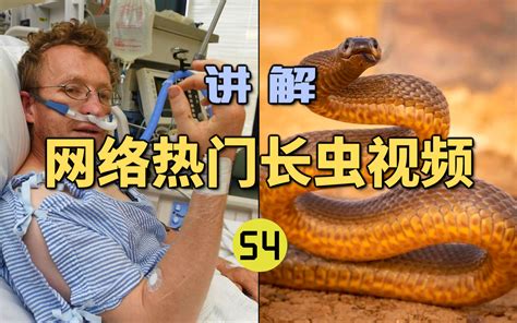 网络热门长虫视频 54 男子饲养内陆太攀蛇当宠物？被咬后差点丧命！ 世界记忆大师龙雅 世界记忆大师龙雅 哔哩哔哩视频